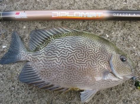 Jenis Ikan Baronang Siganus Sp Dan Gambarnya Lengkap Rahasia Trik