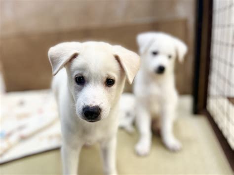 ユーラ＊広島譲渡センター 保護犬たちの里親募集サイト ピースワンコ・ジャパン