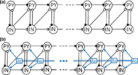 A Neuronal Network Model Which Only Considers 50 Pyramidal Cells Py