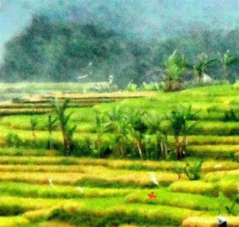LANDSCAPE FARMLAND In CENTRAL JAVA Stock Photo Image Of Background Logo