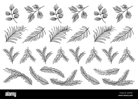 Fir Branch Evergreen Tree Plant Black Line Seamless Pattern Set Spruce Pine Larch Cedar Winter