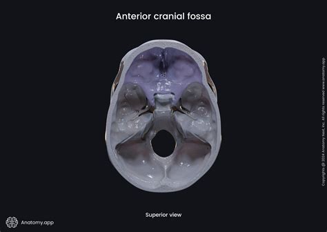 Anterior Cranial Fossa Media Library Anatomy App Learn Anatomy