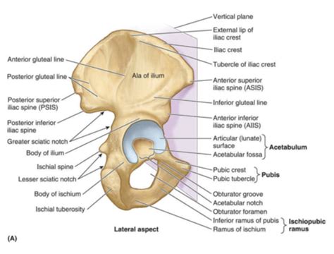 Acetabular Fossa