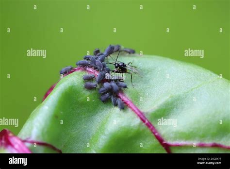 Tiny Parasitoid Wasp That Use Aphids As Their Hosts Aphidiidae