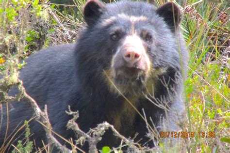 Oso De Anteojos Razón Pública
