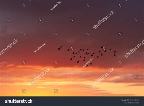 Bird Flock Flying Over Water Over 8 554 Royalty Free Licensable Stock