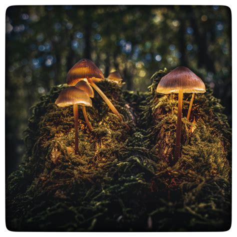 There Be Pixies In These Woods Lumix G9 F5 125s 15mm Iso250 Rm43