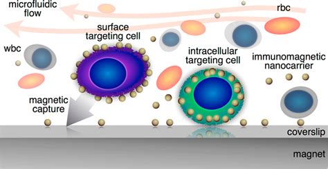 Conceptual Cartoon Of The Versatile Immunomagnetic Nanocarrier Platform