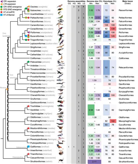 The Evolution Of Transposable Elements Genome Size And Chromosome