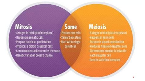 Cell Division And Gametogenesis Pptx