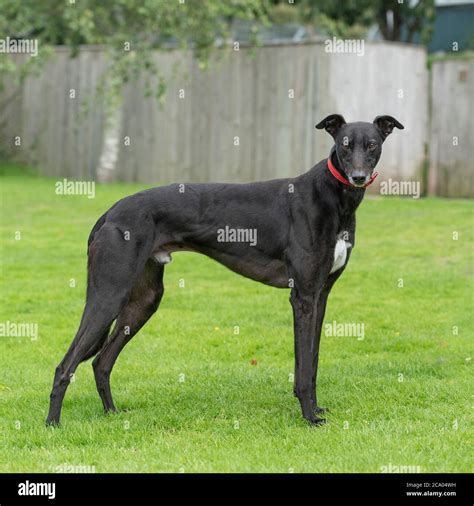 Rescue Black Greyhound Hi Res Stock Photography And Images Alamy