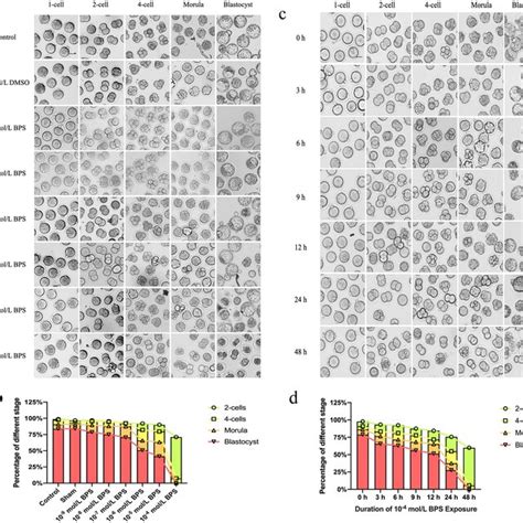 Effect Of BPS Exposure On Preimplantation Embryos Development Download Scientific Diagram