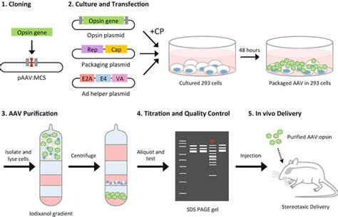 A Hitchhikers Guide To The Selection Of Viral Vectors For Optogenetic