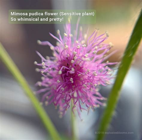 Ah Thats What A Mimosa Pudica Seed Pod Looks Like