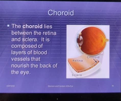 Choroid The Choroid Lies Between The Retina And Sclera It Is Composed