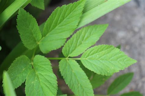 Poison Ivy Imgur
