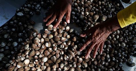 Elak Makan Kerang Kerangan Dari Kawasan Fenomena Air Pasang Merah