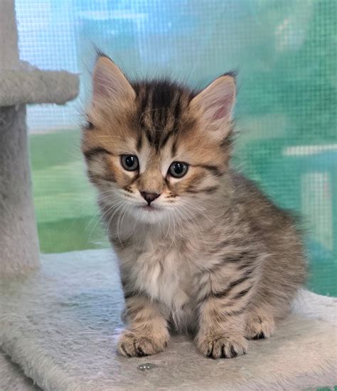 Nw Pixie Paws Pixiebobs Sumas Wa Nw Pixie Paws Pixiebobs Sumas Wa