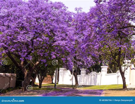 Rua Do Jacaranda Vibrante Violeta Bonito Na Flor Mola Dentro Foto De Stock Imagem De Avenida