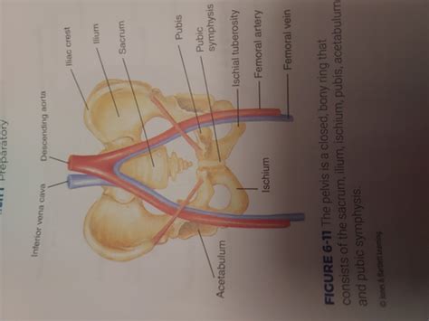 Appendicular Skeleton Pelvis Flashcards Quizlet