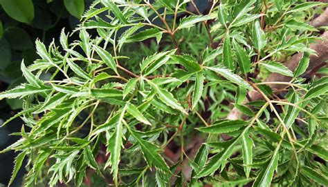 Tìm Hiểu Về Dược Liệu đinh Lăng