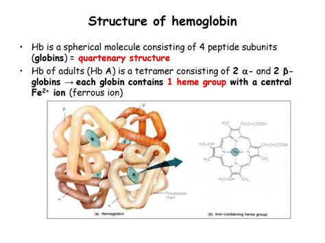 Structure Function And Metabolism Of Hemoglobin Ppt Download