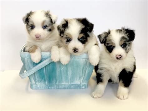 Past Puppies Canyon Creek Aussies