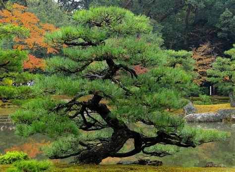 Black Pine A Majestic Tree In A Lush Green Field