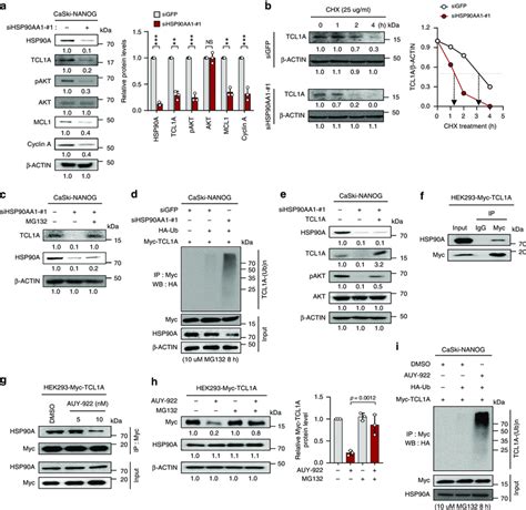 Hsp90a Contributes To Nanog Induced Akt Activation Through