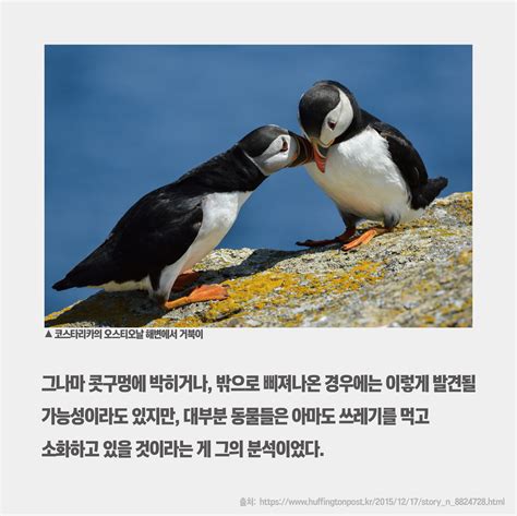 카드뉴스ㅣ콧구멍에 플라스틱박힌 거북이가 또 발견됐다고 합니다 닥터노아