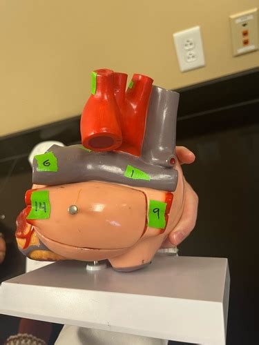 Anatomy Lab Practical Flashcards Quizlet