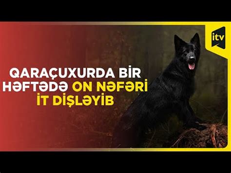 Qaraçuxurda bir həftədə on nəfəri it dişləyib YouTube
