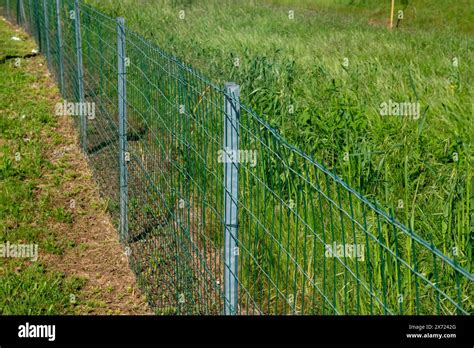 Border Fence In A Field With Galvanized Steel Pole And Electro Welded