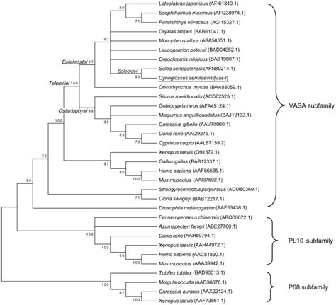 the bootstrap consensus tree 1 000 replicates represented the