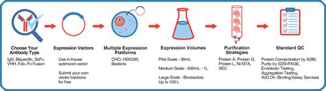 Recombinant Antibody Production Services Leinco Technologies