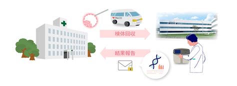 着床前胚染色体異数性検査（pgt A）のご案内｜株式会社ファルコバイオシステムズ バイオメディカル事業部