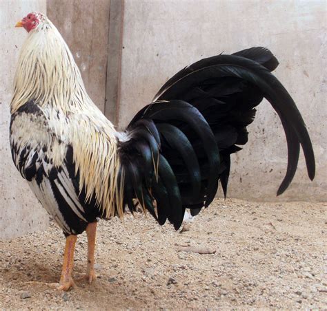 Gallo Giro Long Beach At Jessie Ramirez Blog