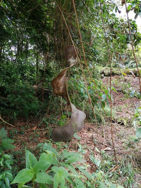 Entada Gigas Plant Outlet Online Th