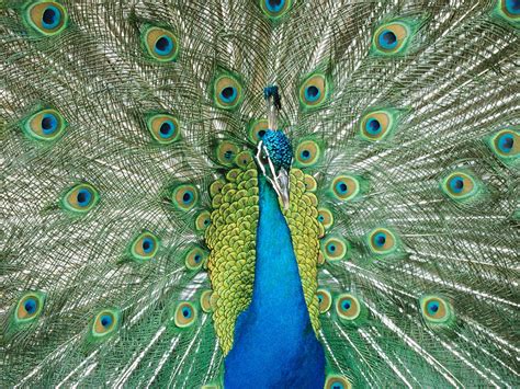 Indian Peacock Feather