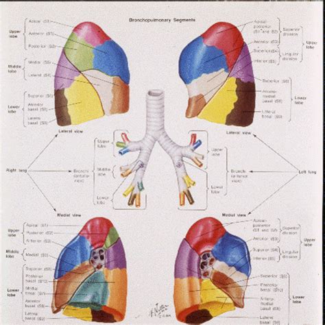 Radiopaedia Lung Segments