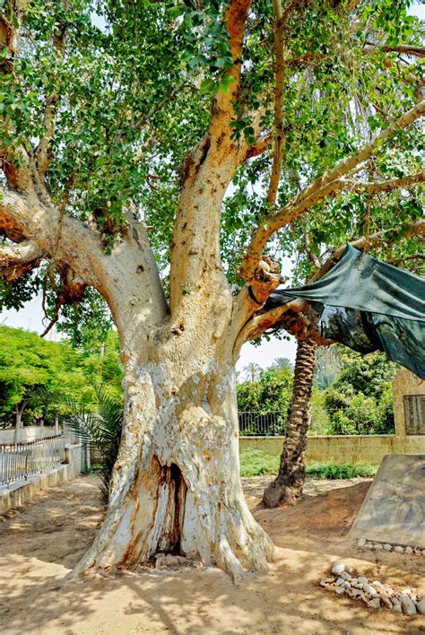 The Sycamore Fig In Israel • Private Guided Tours In Israel