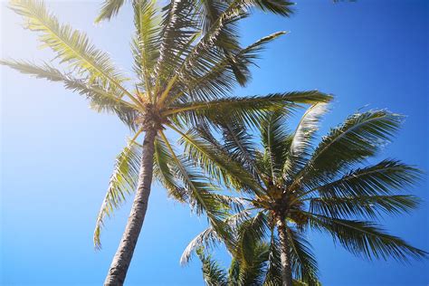 종려나무 하늘 푸른 Pixabay의 무료 사진
