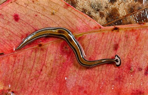 Predator Flatworm Stock Image C0440052 Science Photo Library