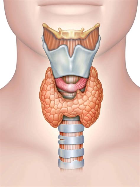 The Thyroid Gland Location Blood Supply Teachmeanatomy