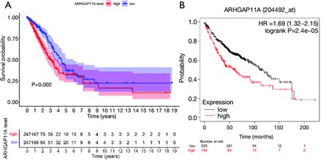 The Prognostic Significance Of ARHGAP11A Expression In LUAD A