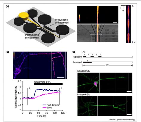 Figure 3 From Micro Scale And Microfluidic Devices For Neurobiology Semantic Scholar