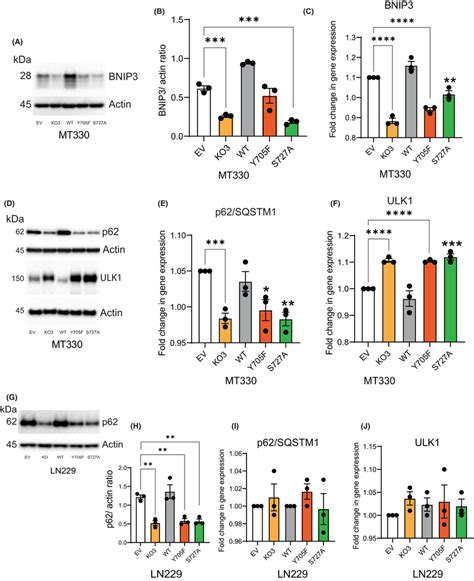 Transcriptional Regulation Of Autophagy‐associated Genes A Ev Mt330