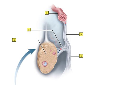 Pelvic Viscera Flashcards Quizlet