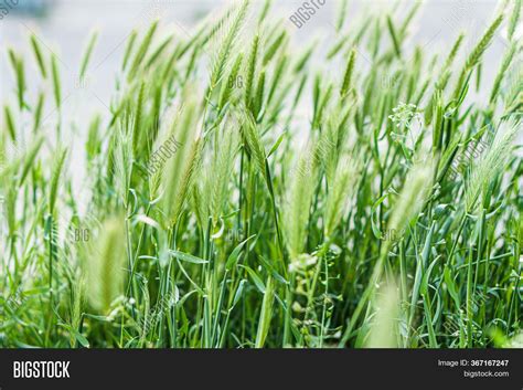 Wild Grass Spikelets Image And Photo Free Trial Bigstock