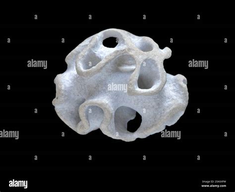 Sponge Fossil Fossilised Remains Of A Plocoscyphia Labros Sponge From The Cretaceous Period